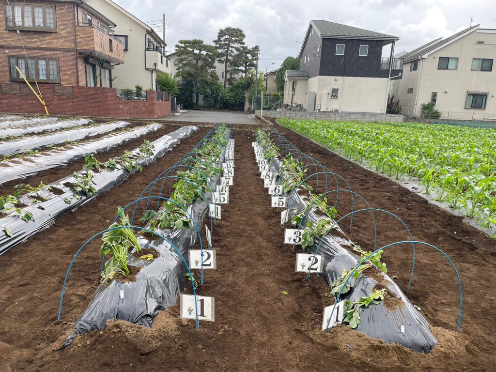 【親子でさつまいもをそだてよう！】第一回活動レポート♪｜東京で子どもと一緒にできる農業体験「農いく!」スタッフによる気まぐれ日記「農いく！Diary」
